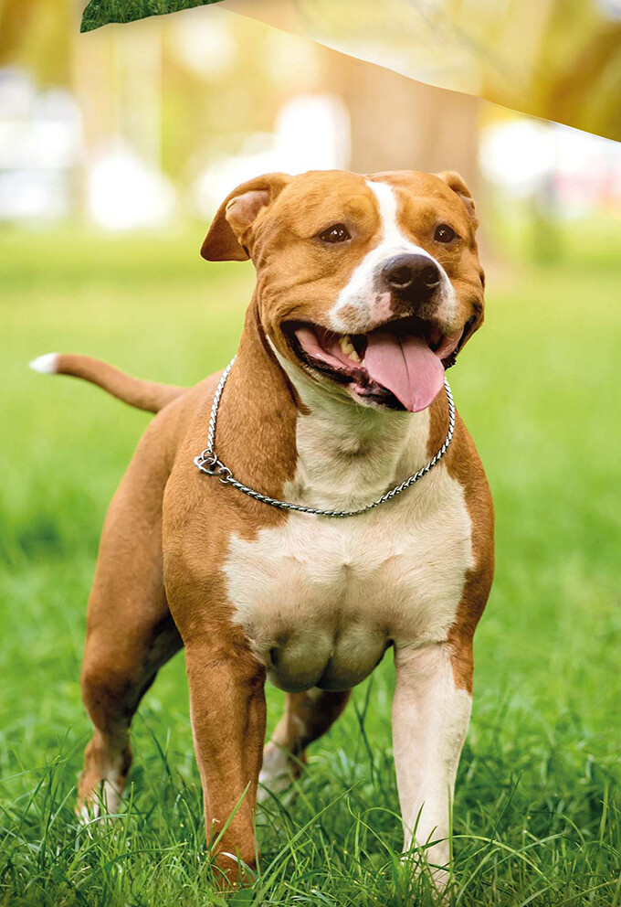 Bavlněné povlečení Americký Staford - Dokonalý domov